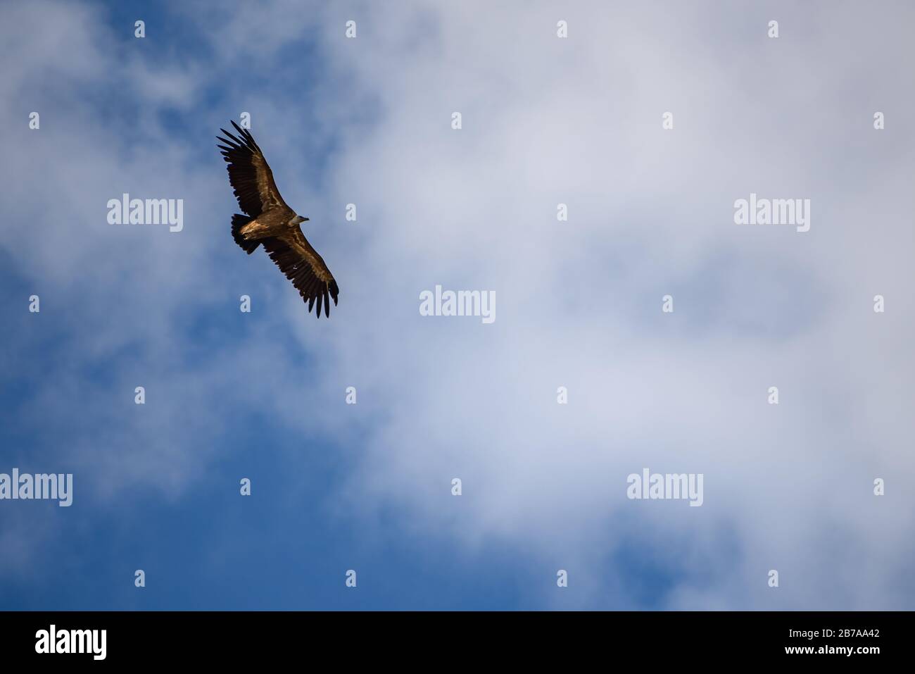 Volando volando en alto hi-res stock photography and images - Alamy