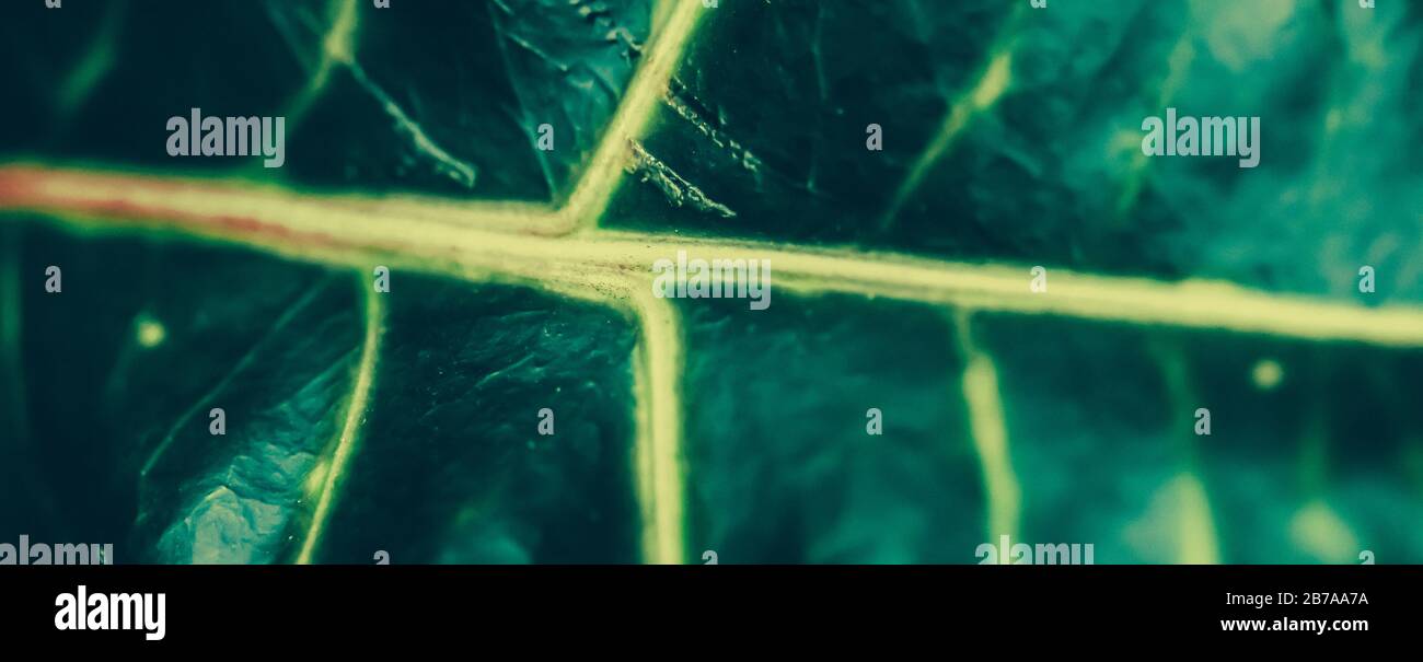 Green leaf texture as tropical botanical garden background, nature and ...