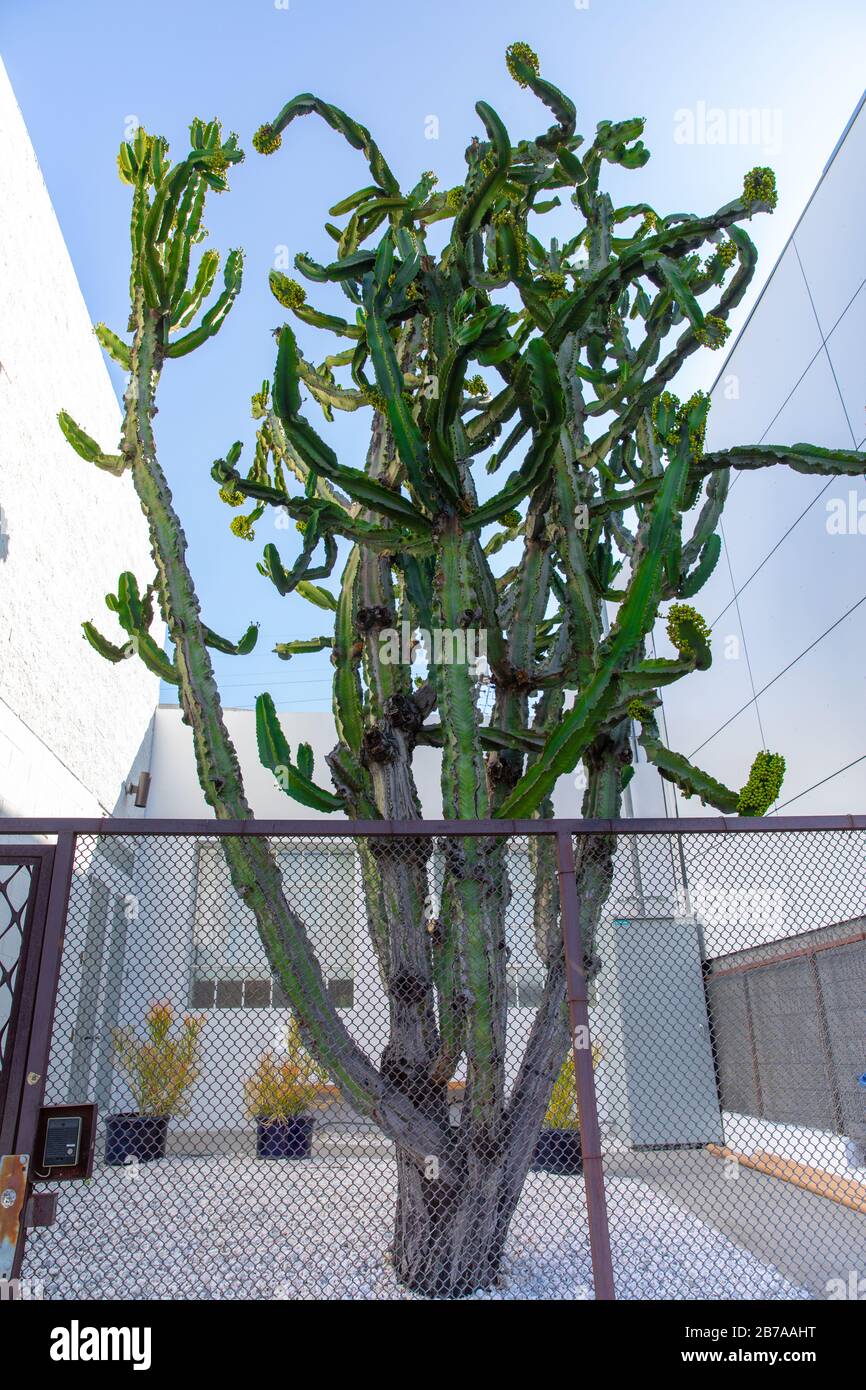 Cactus tree in the backyard, LA , CA Stock Photo - Alamy
