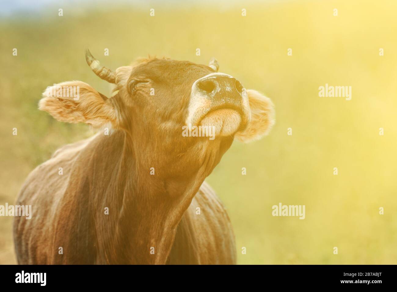 Cow grazing. Portrait of a cow in the sun Stock Photo - Alamy