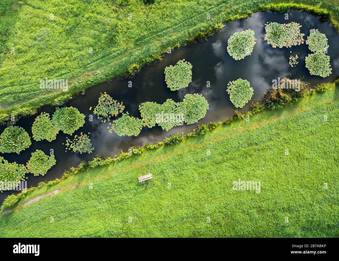 Pond with water lilies - aerial Stock Photo - Alamy