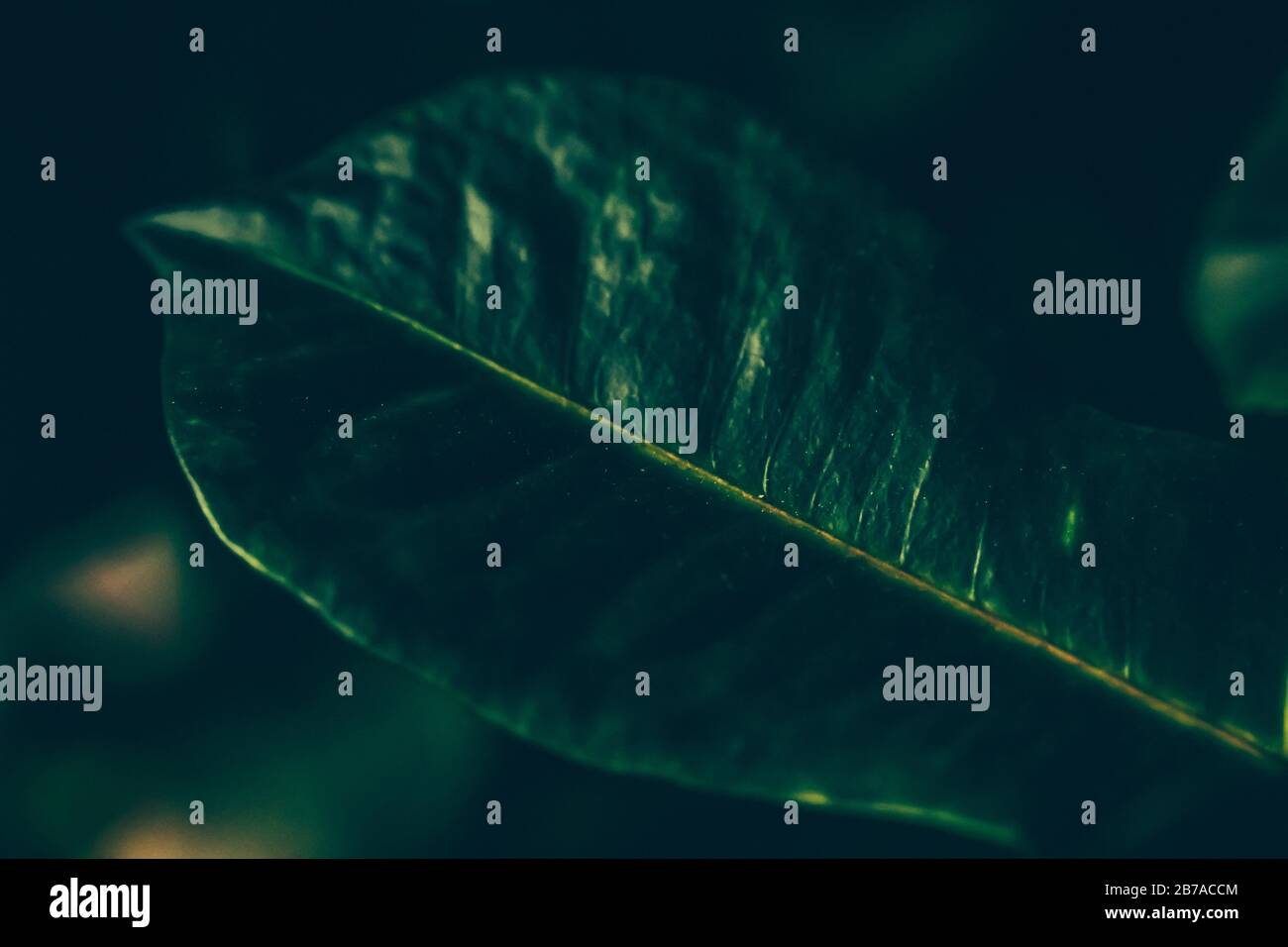 Green leaf texture as tropical botanical garden background, nature and ...