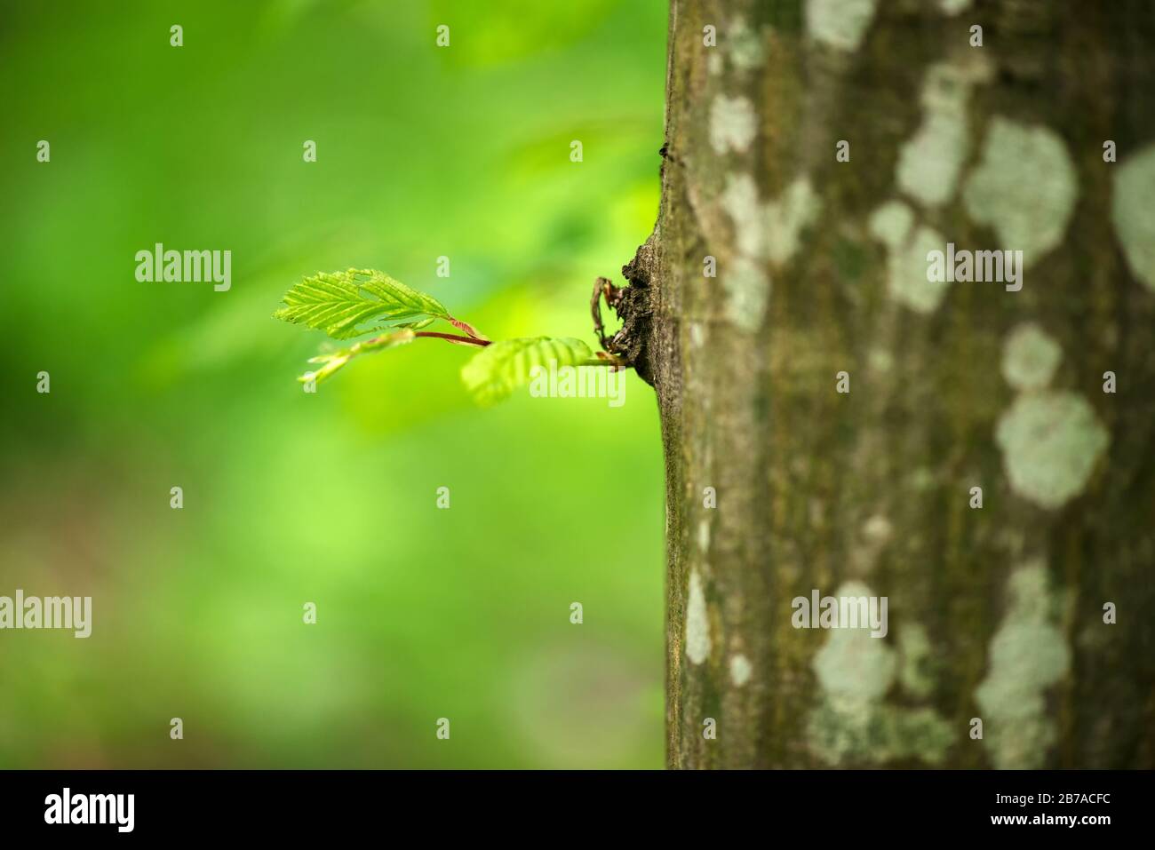 Young sprout of tree coming of the tree trunk and stem whit cute leaves ...