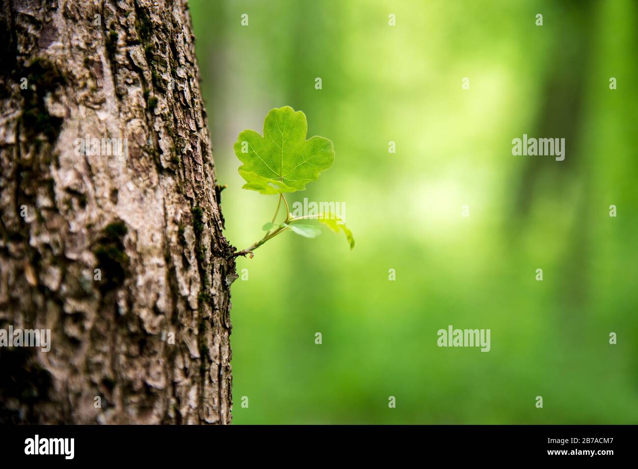 Young sprout of tree coming of the tree trunk and stem whit cute leaves ...
