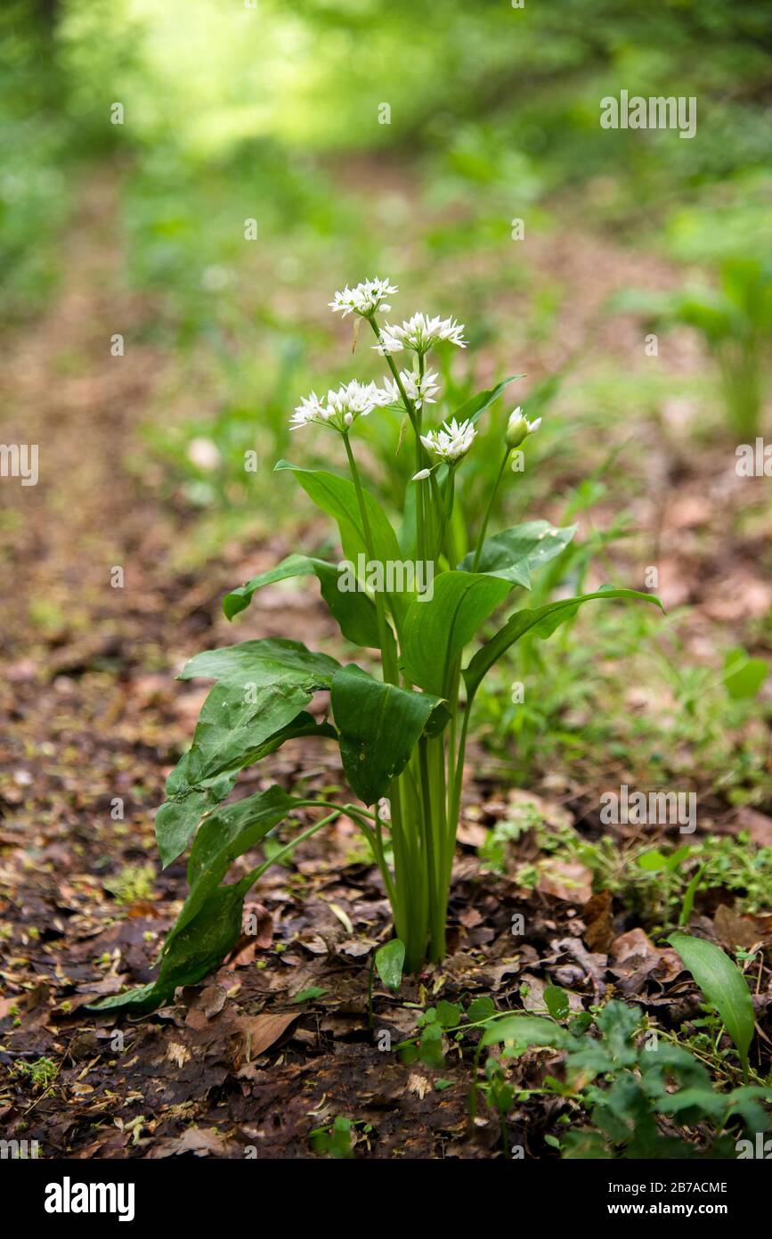 Flowering ramson, Allium ursinum. Blooming wild garlic plants in the ...