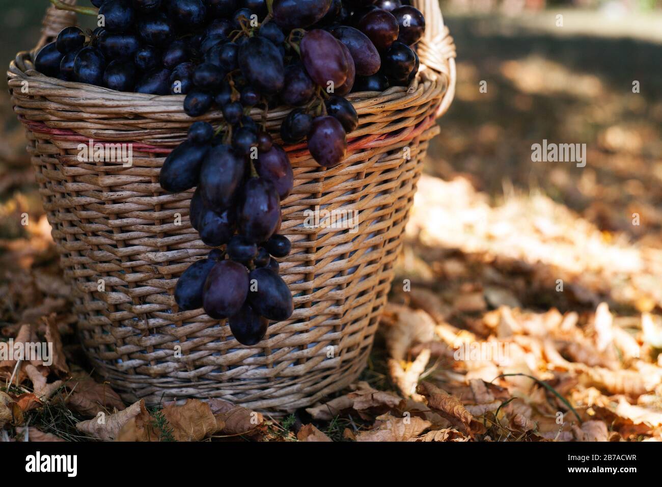 Dark grapes at the basket at autumn forest. Bokeh background. Harvest ...