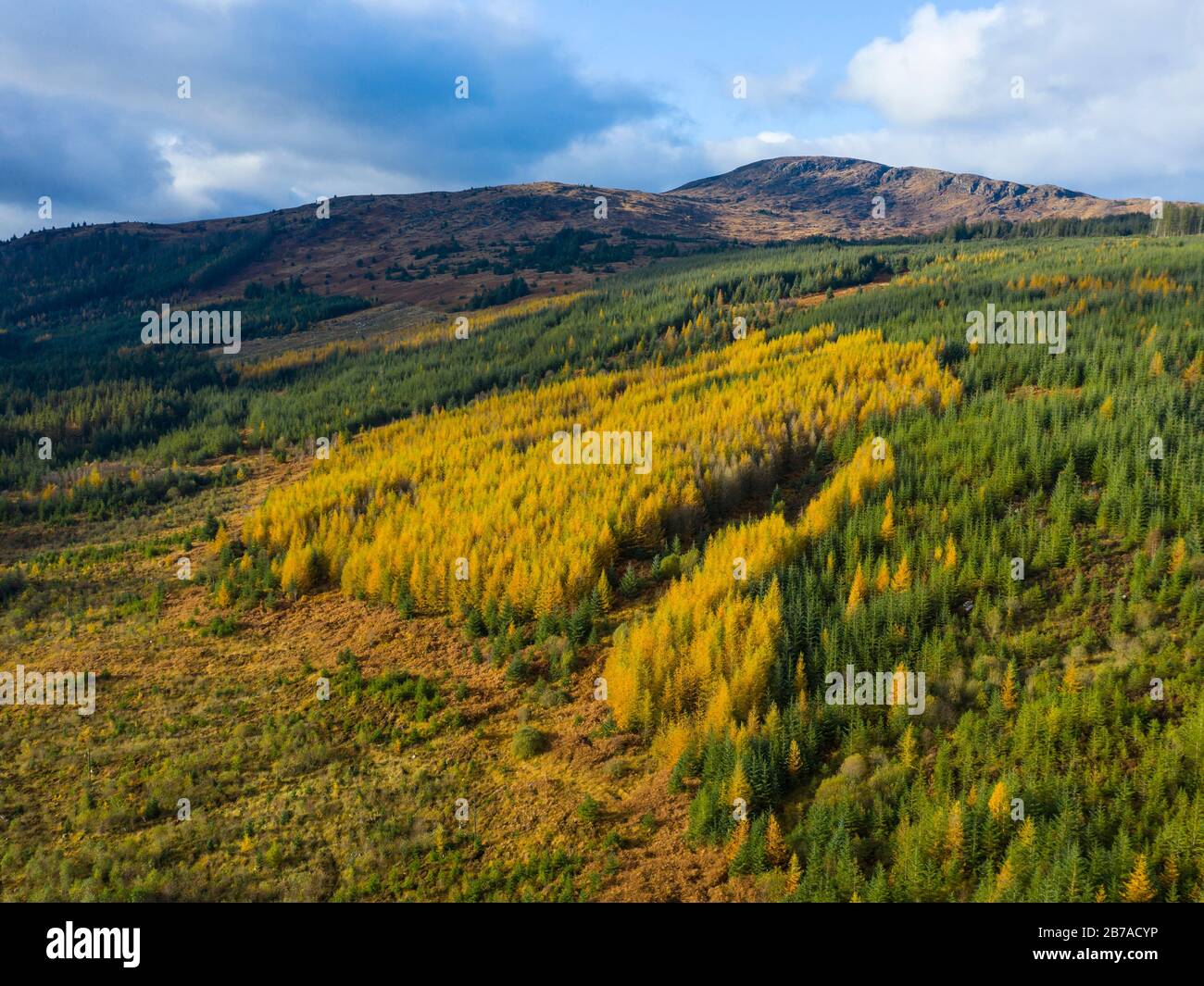 Aerial view of larch and spruce trees in autumn, Galloway Forest ...