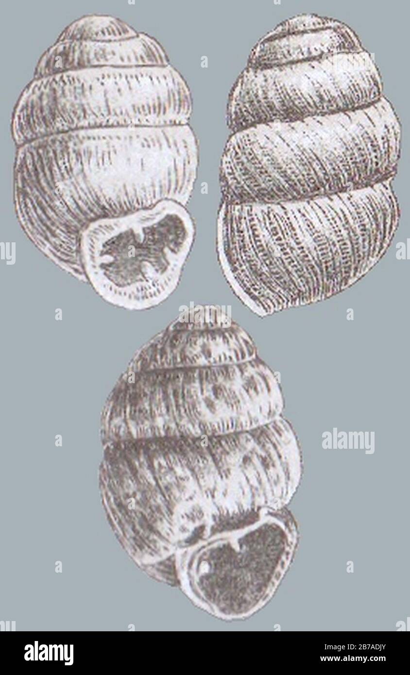 Geyer 1927 - Vertigo geyeri Stock Photo - Alamy