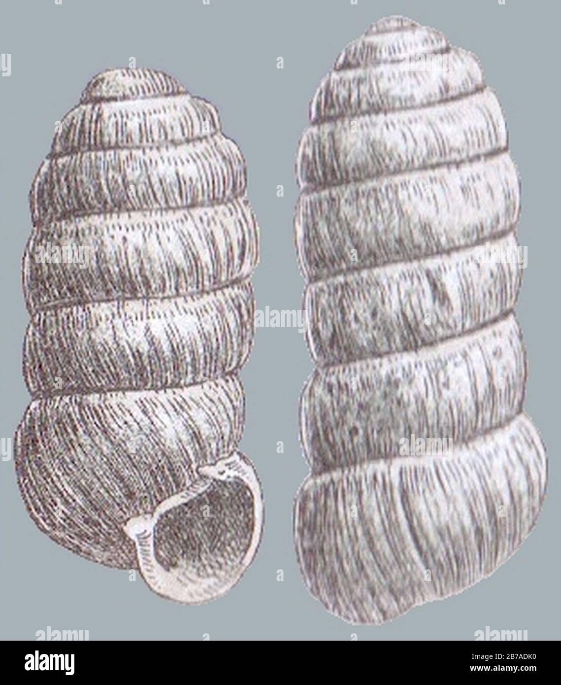 Columella hi-res stock photography and images - Alamy