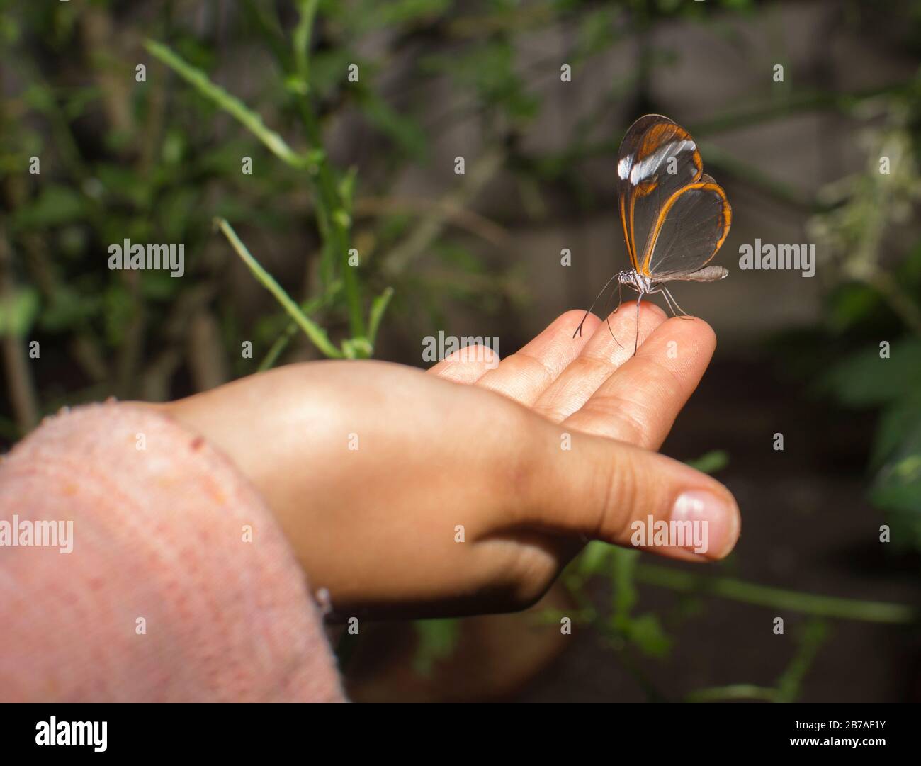 butterfly on girl’s hand. yellow butterfly sitting on girl hands Stock ...