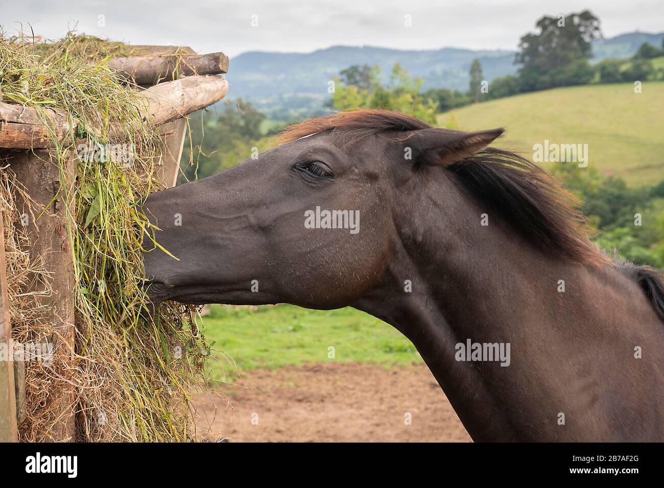 brown horse eating hay in the field. concept of rural, freedom, nature ...