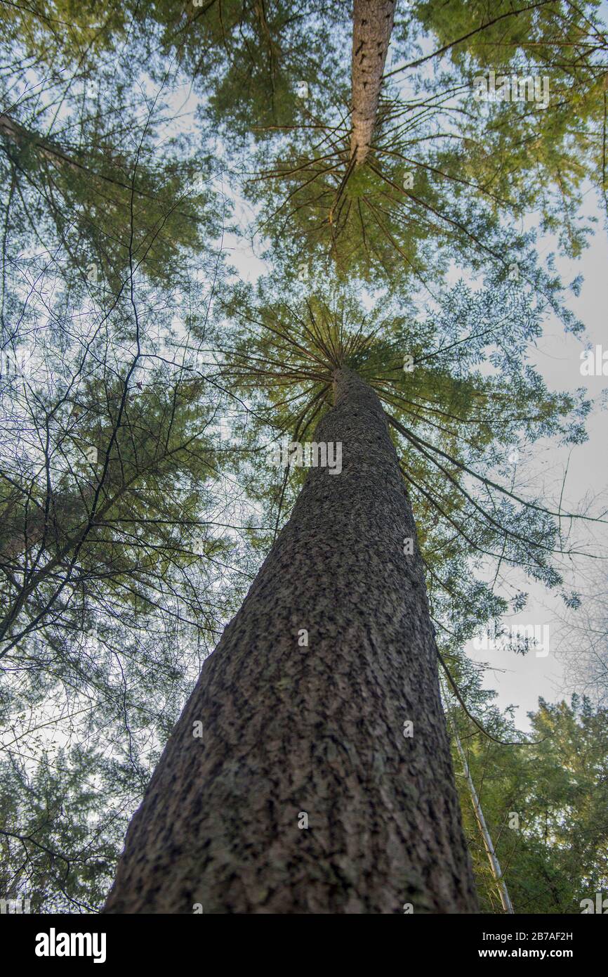 very high trees seen from below in a forest in scotland. concept of ...