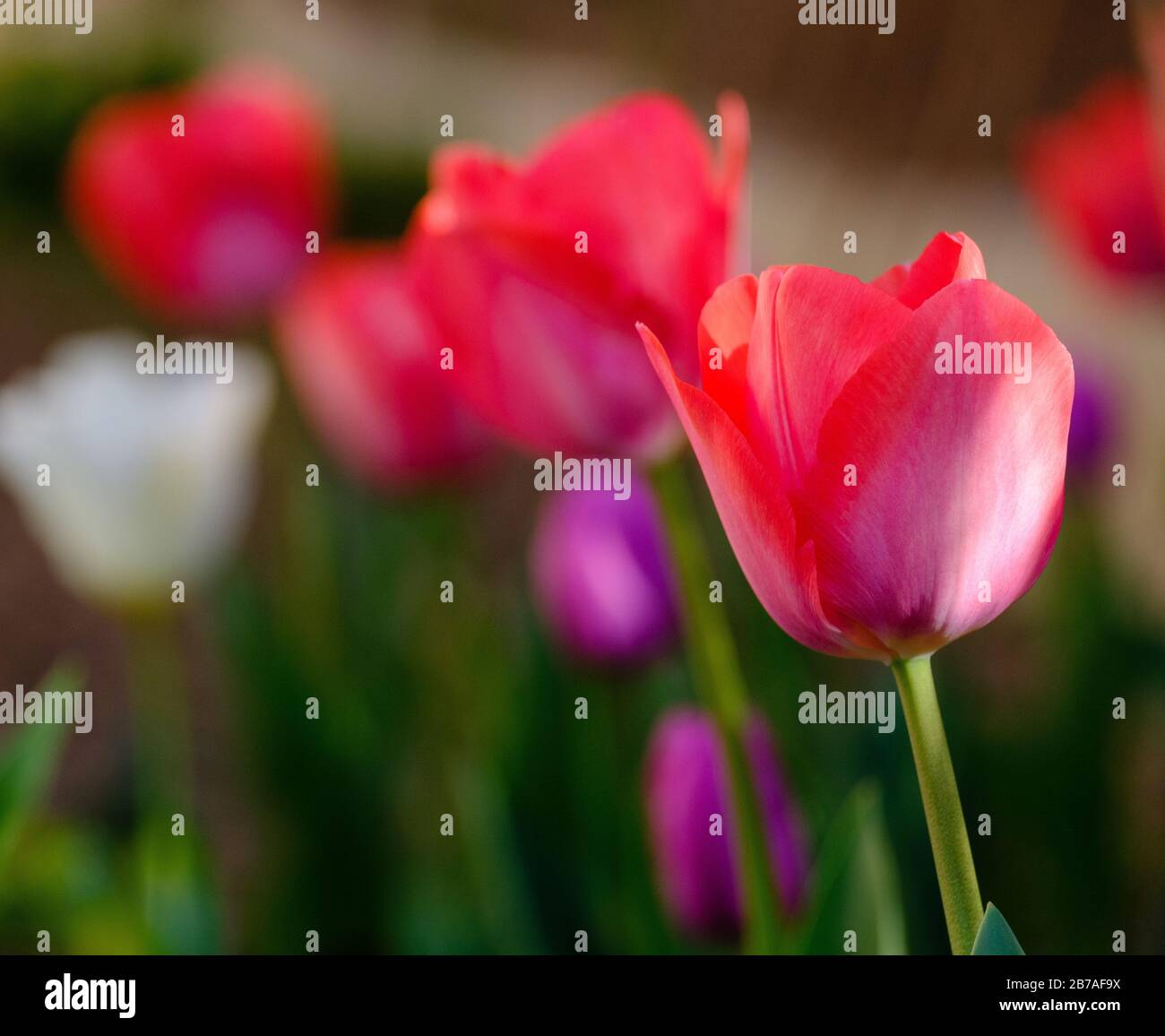 Tulips in bloom Stock Photo - Alamy