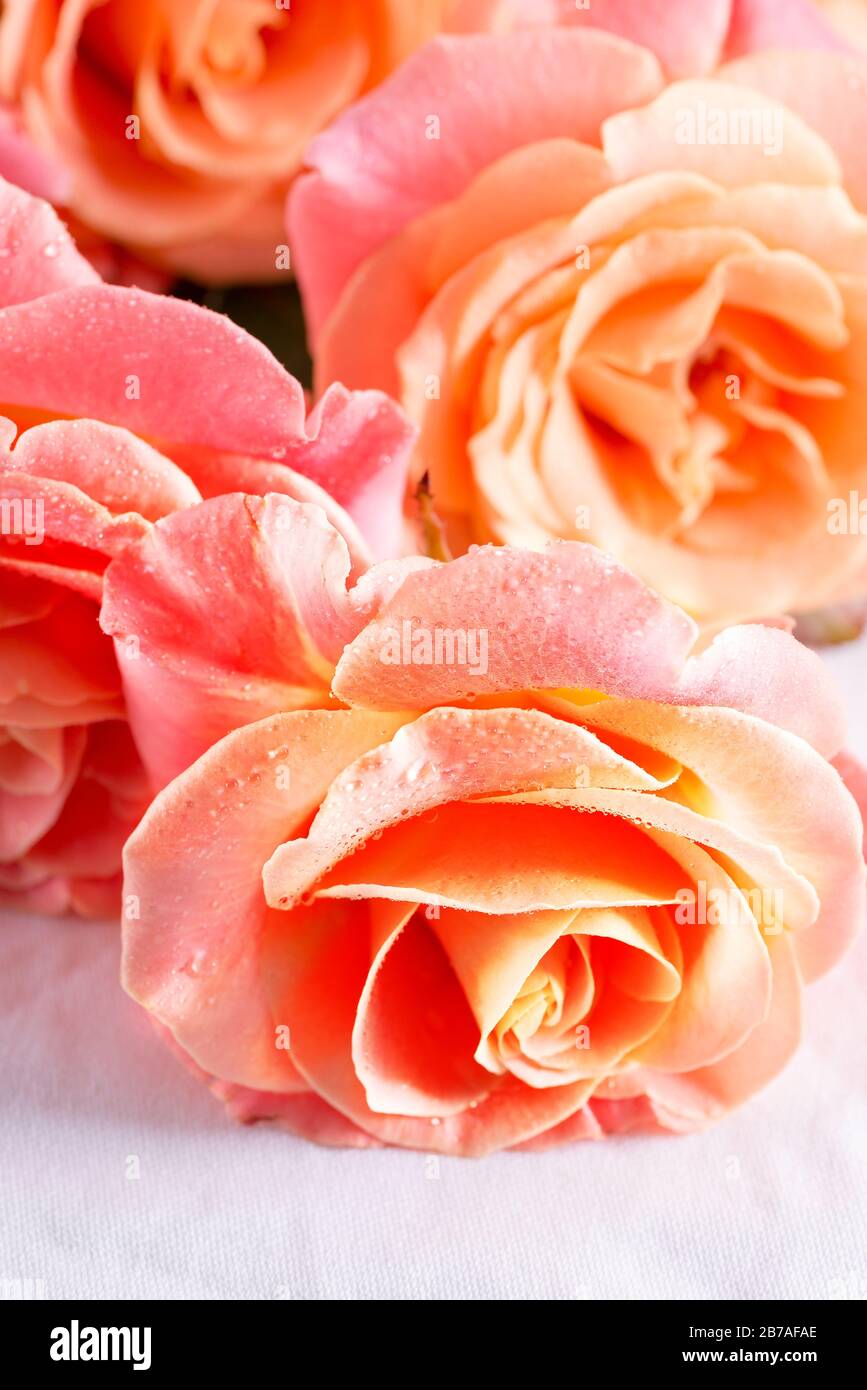 Congratulation card from macro view of fresh natural beautiful rose ...