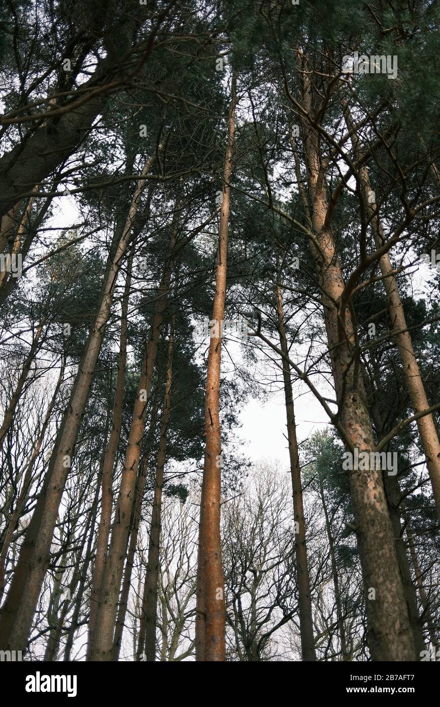 Stand of pine trees hi-res stock photography and images - Alamy