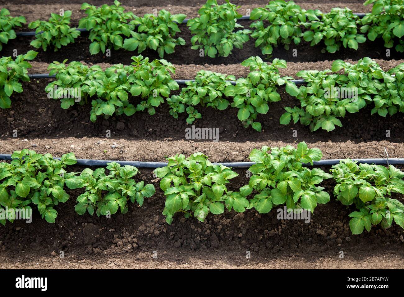 Drip irrigation system crop hi-res stock photography and images - Alamy