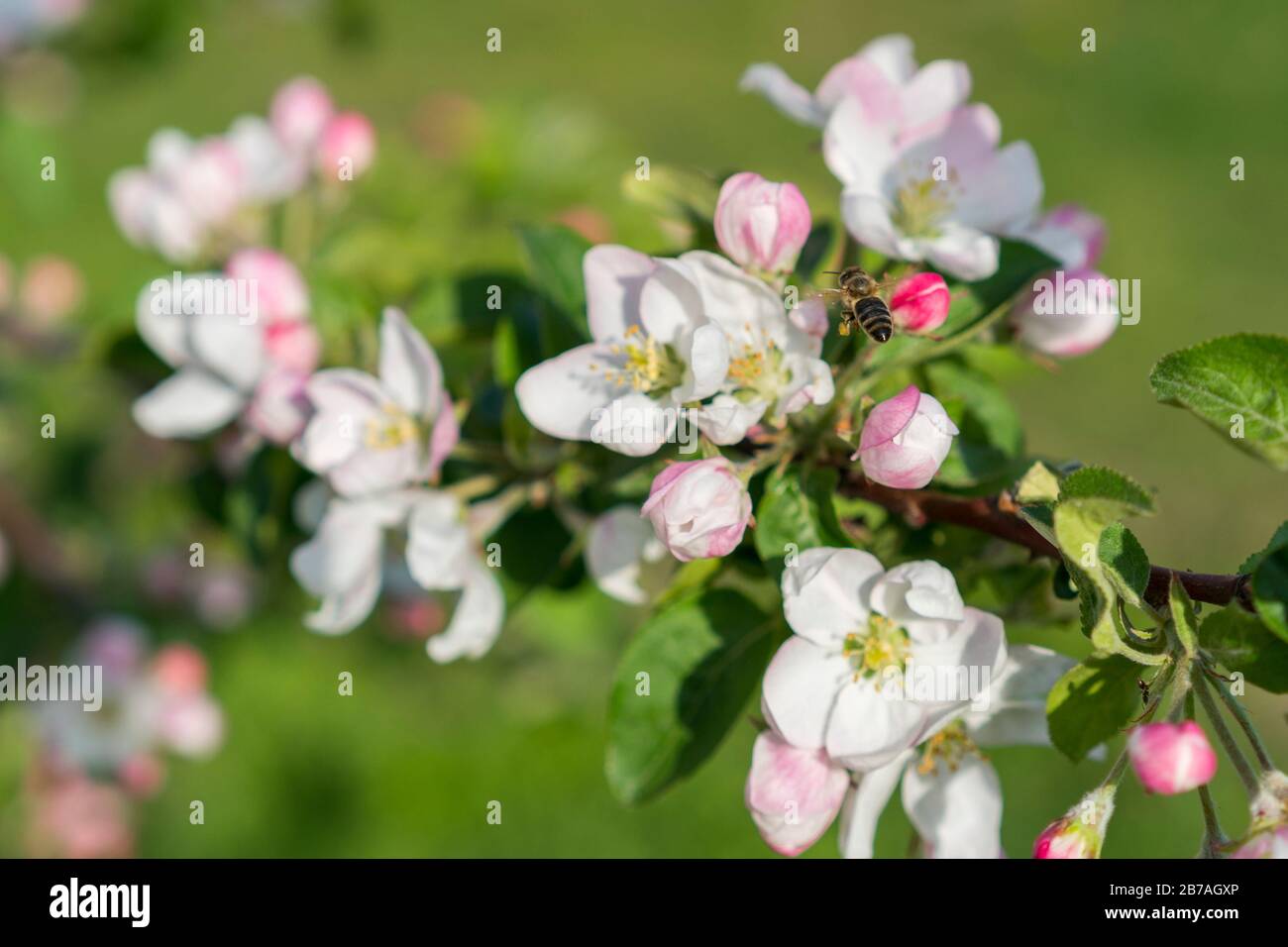 Honey bee pollinating apple blossom. The Apple tree blooms. Spring ...