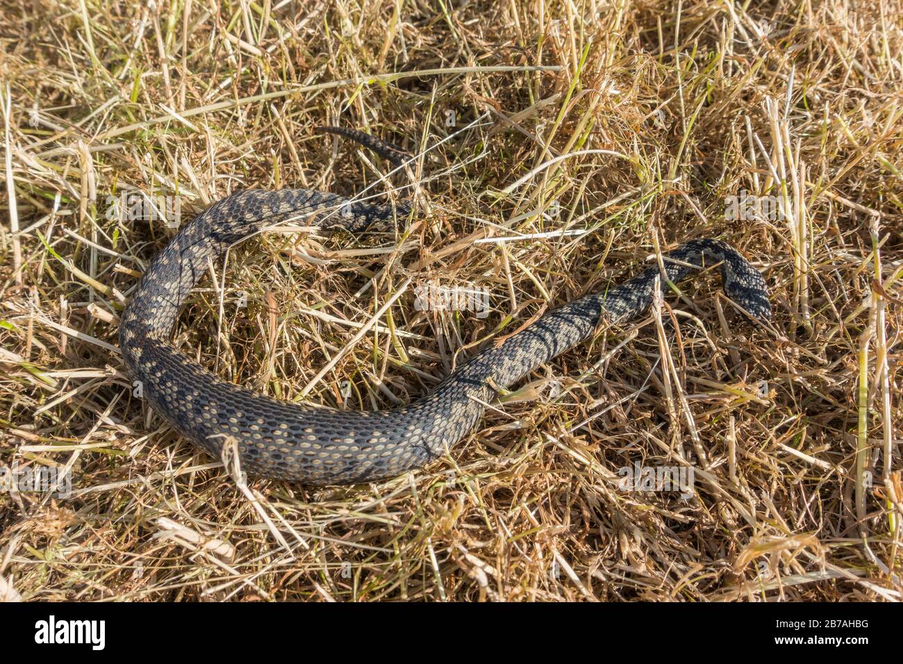 Adder scotland hi-res stock photography and images - Alamy