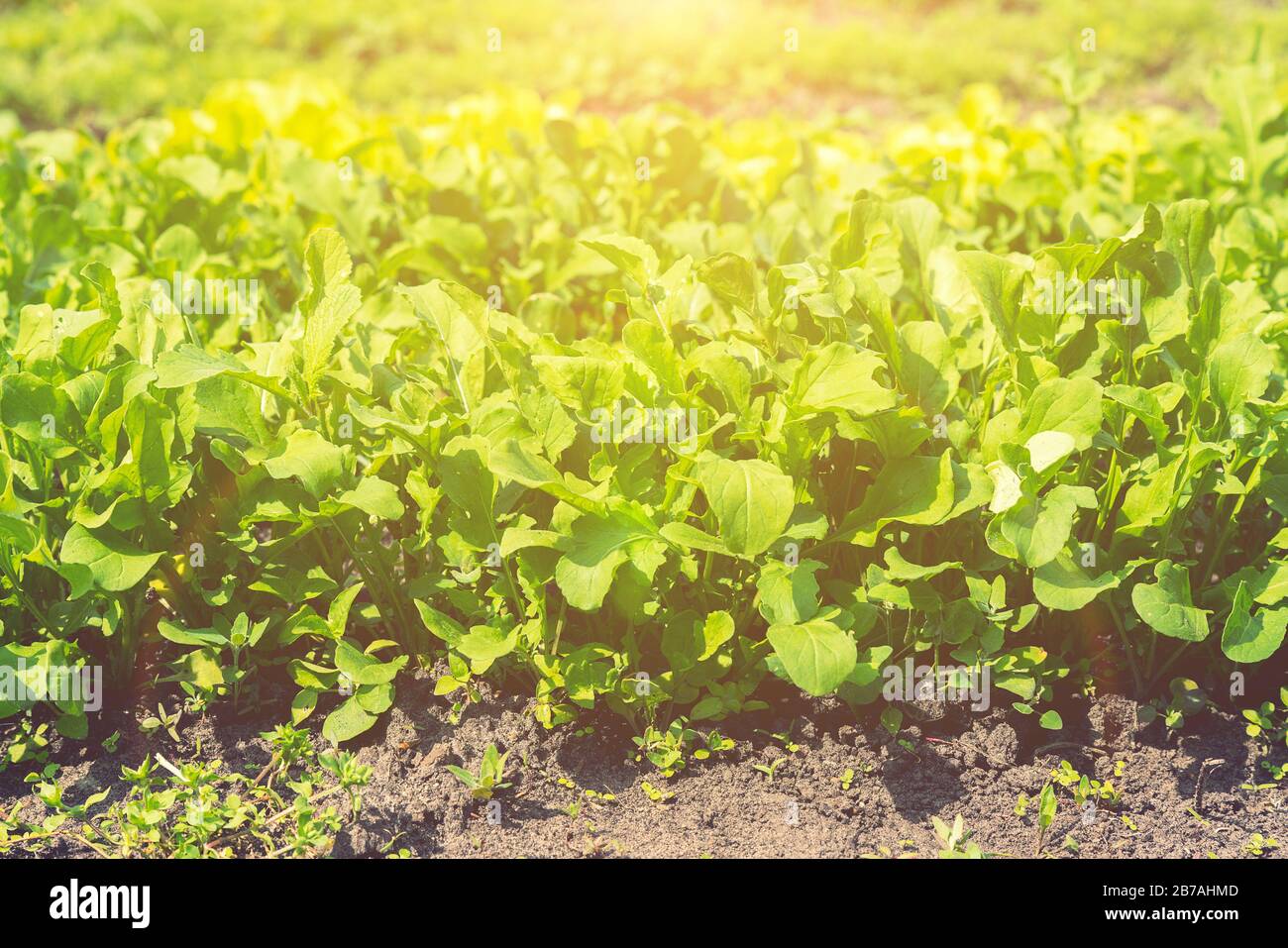 Growing vegetables in the garden. lettuce patch in the vegetable field ...