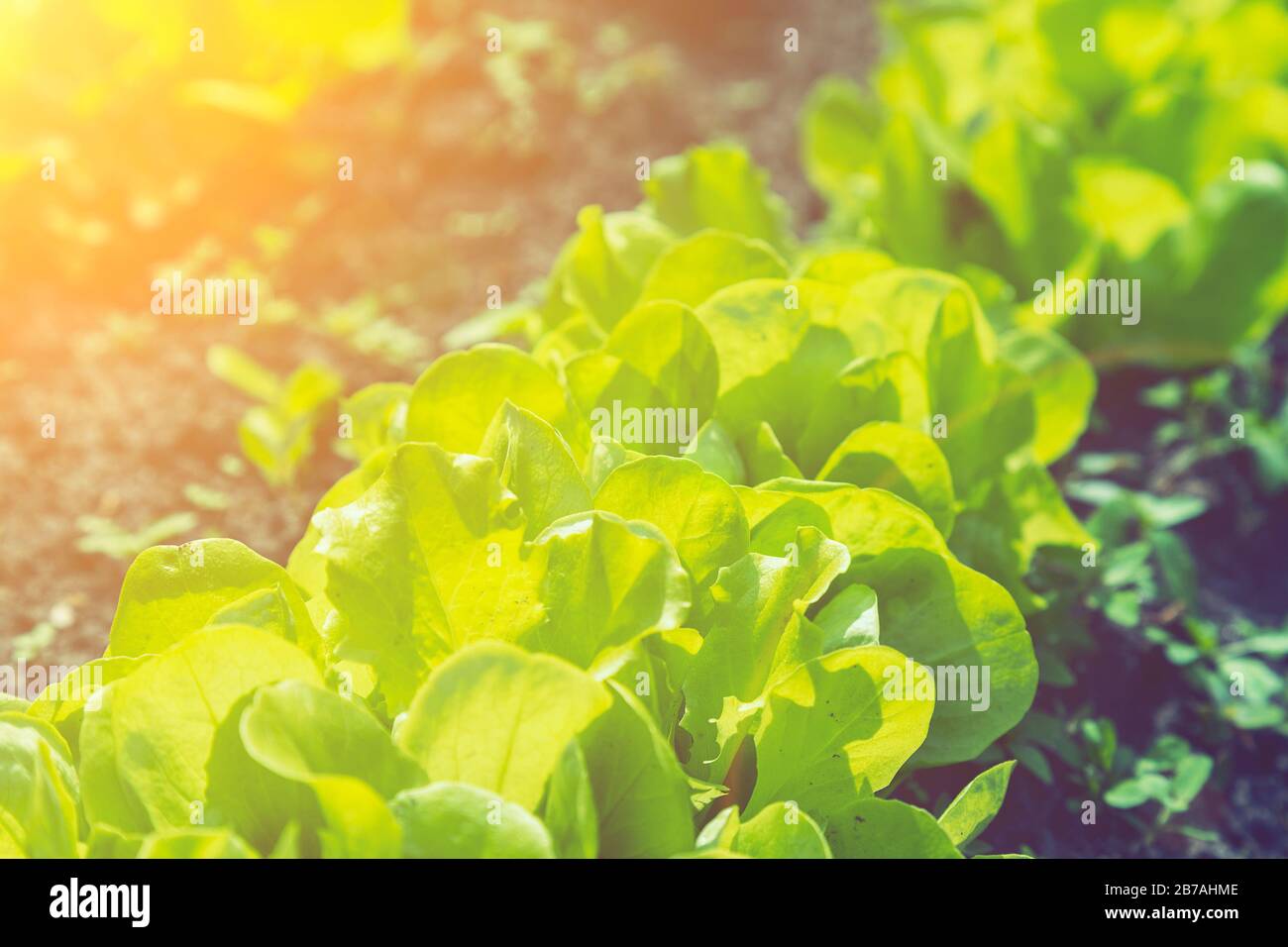 Growing vegetables in the garden. lettuce patch in the vegetable field ...