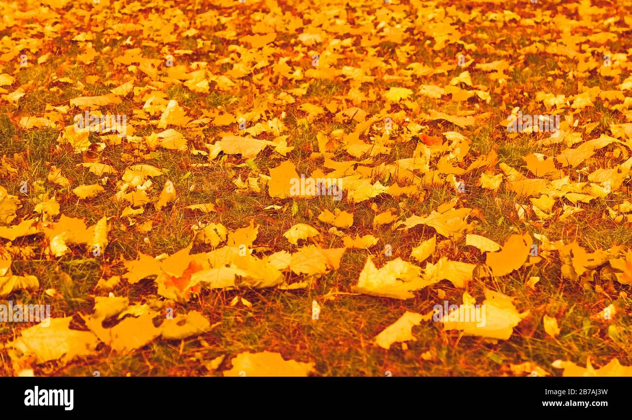 Autumn nature, fall leaves and trees outdoors, cold season Stock Photo ...