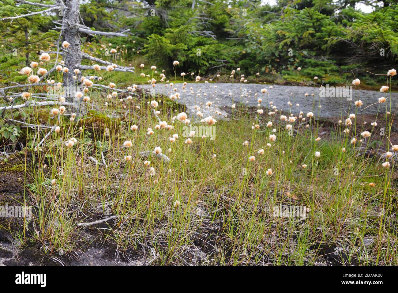 Mount Cardigan State Park - Montane level fen/bog on Firescrew Mountain ...