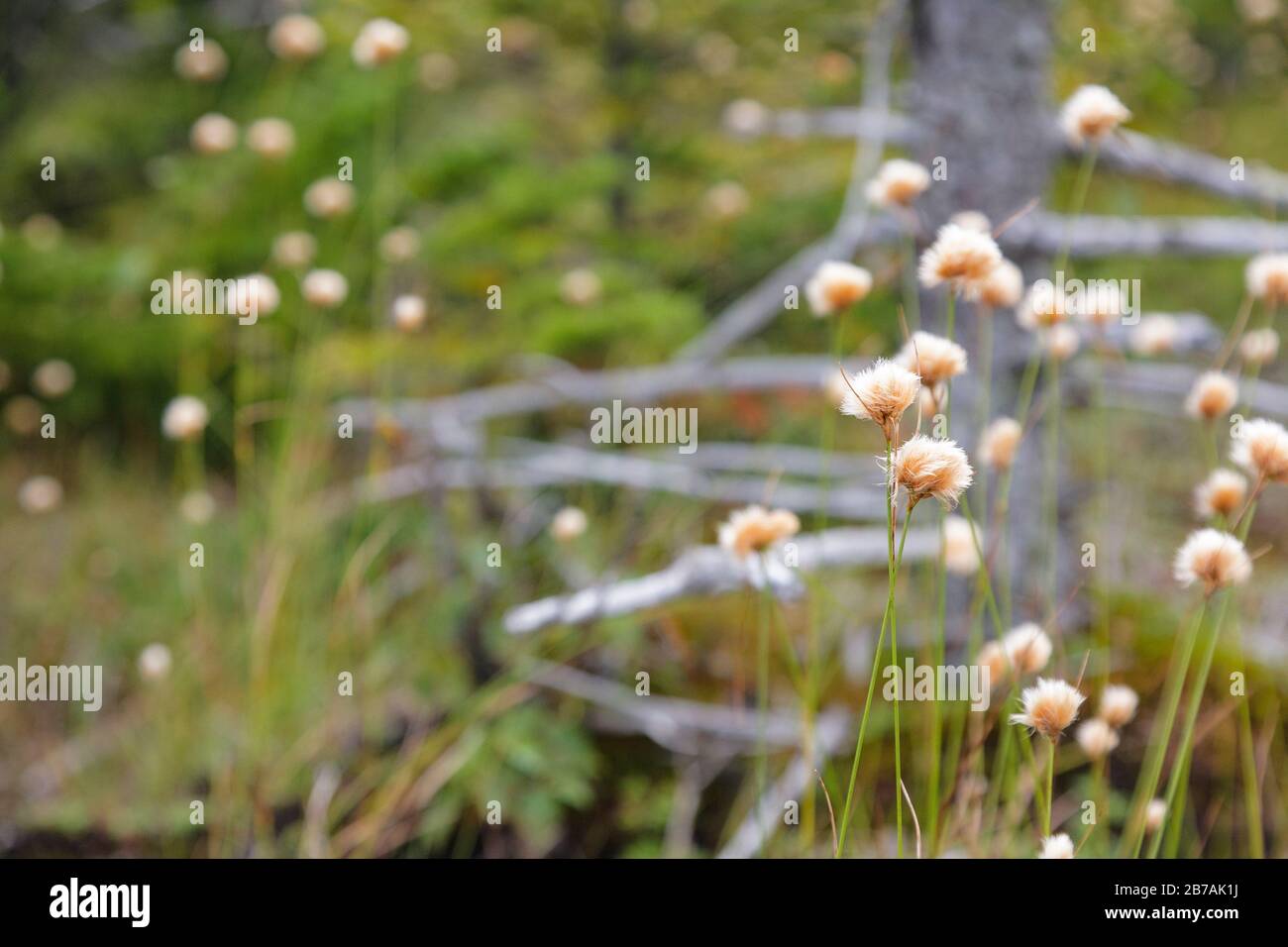 Mount Cardigan State Park - Montane level fen/bog on Firescrew Mountain ...