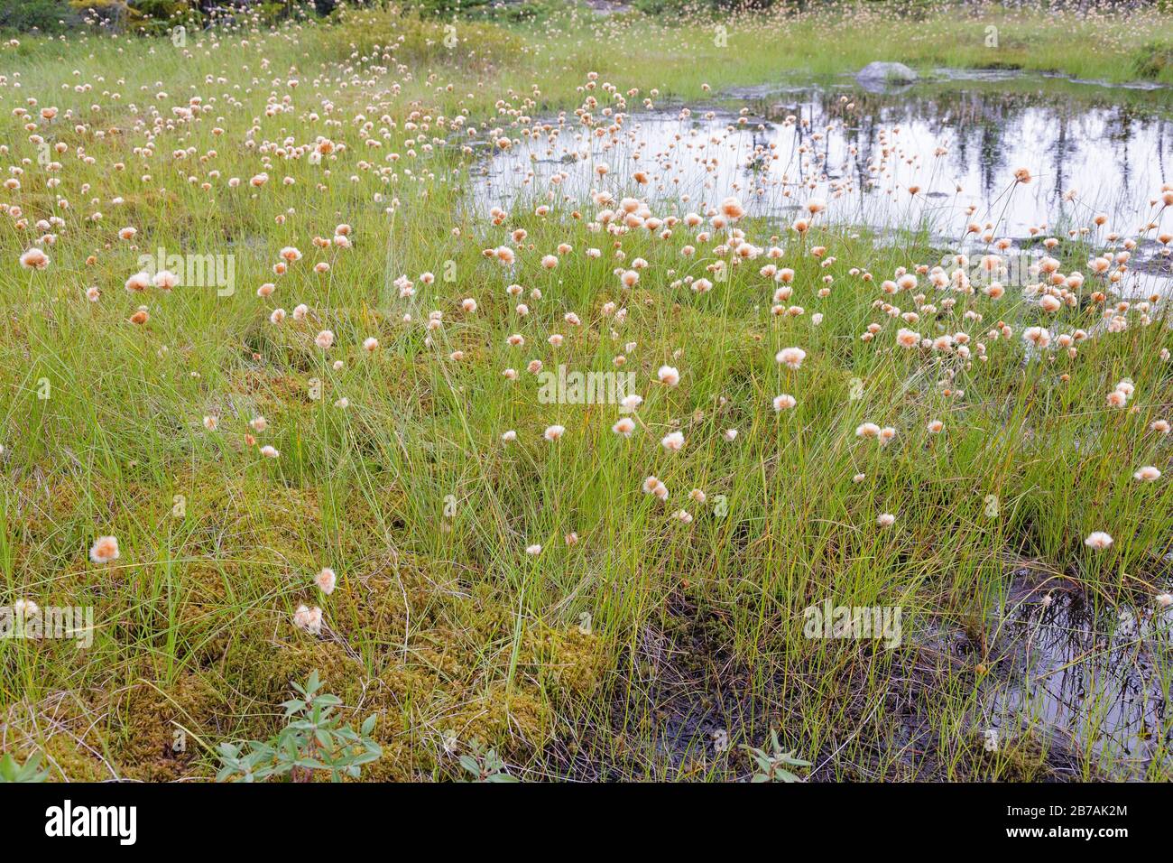 Mount Cardigan State Park - Montane level fen/bog on Firescrew Mountain ...
