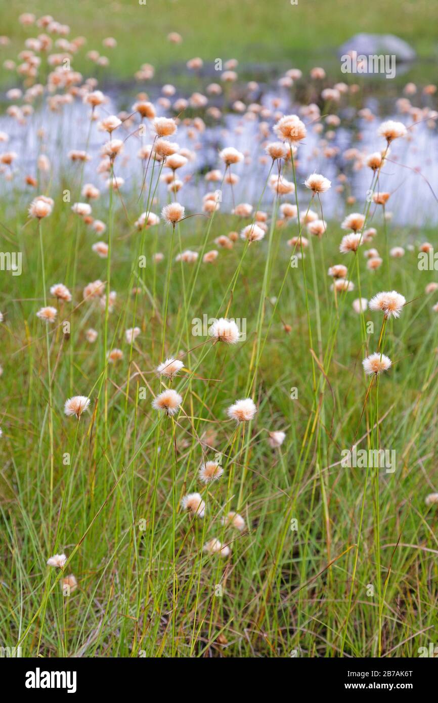 Mount Cardigan State Park - Montane level fen/bog on Firescrew Mountain ...