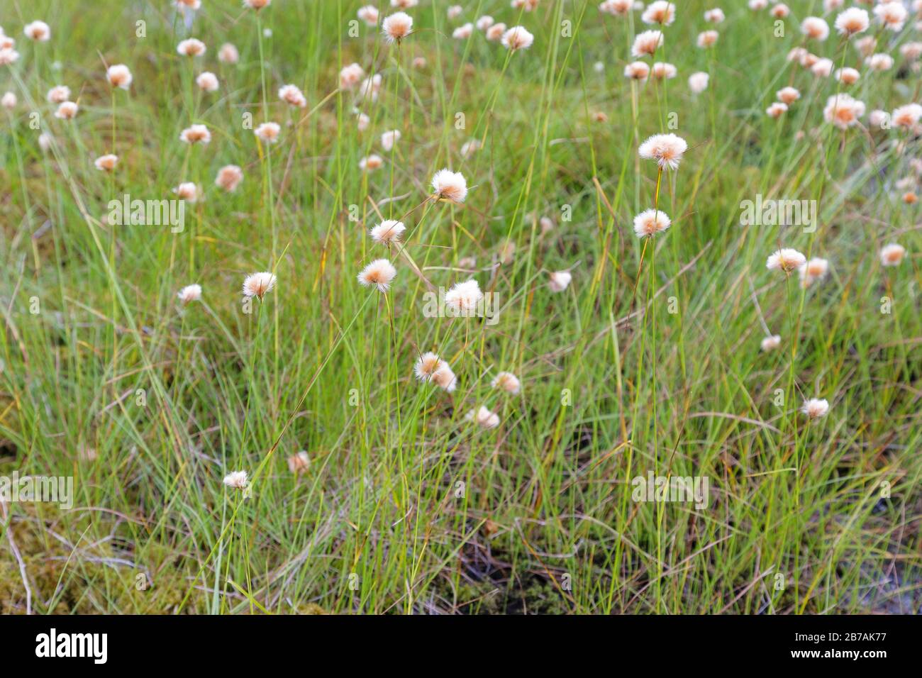 Mount Cardigan State Park - Montane level fen/bog on Firescrew Mountain ...