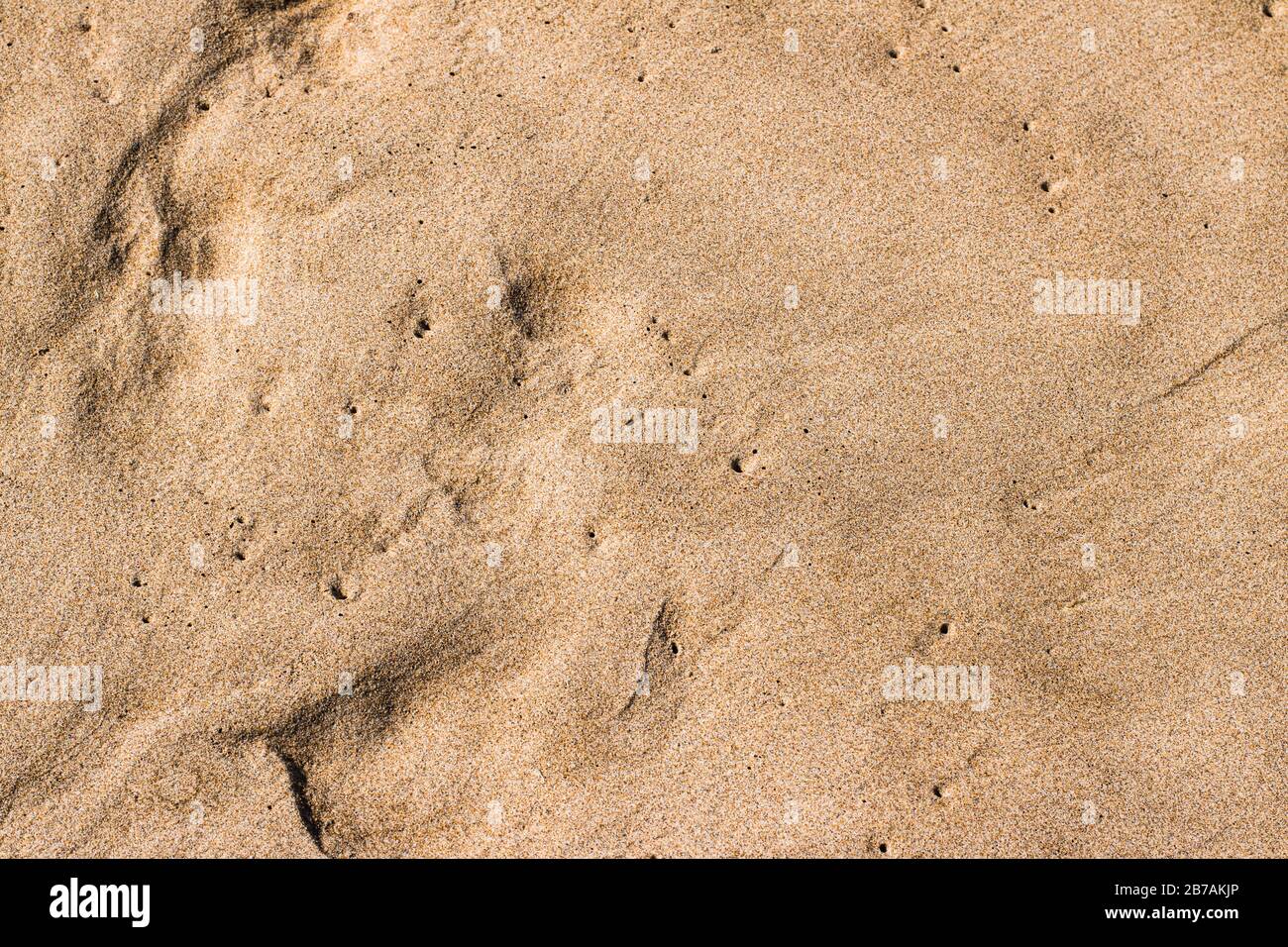 Sand on the beach in summer, texture close-up as background Stock Photo ...