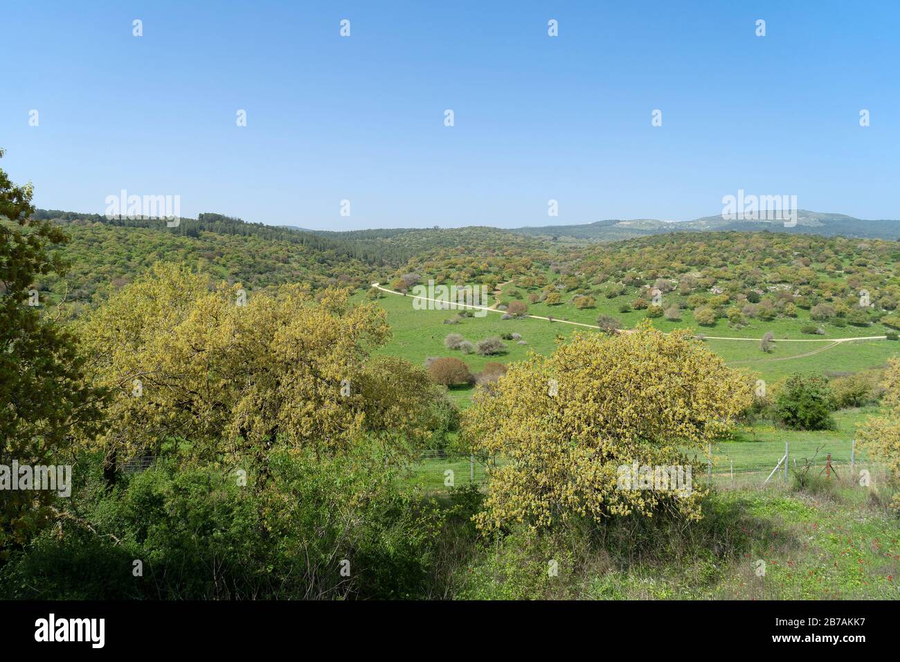 Tree Oak Galilee Israel High Resolution Stock Photography and Images ...