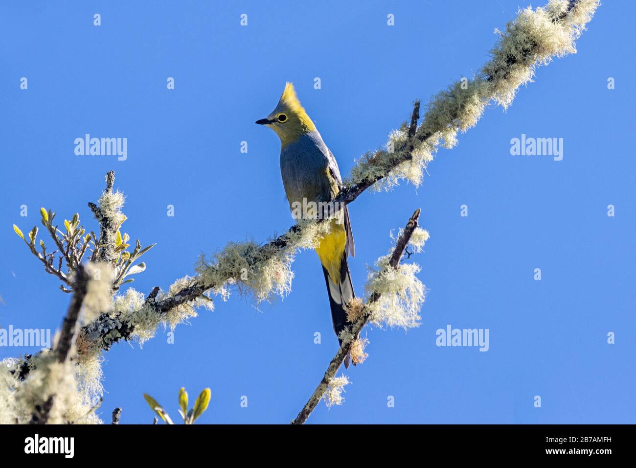 A Long-tailed Silky flycatcher (Ptiliogonys caudatus) rests on a branch ...