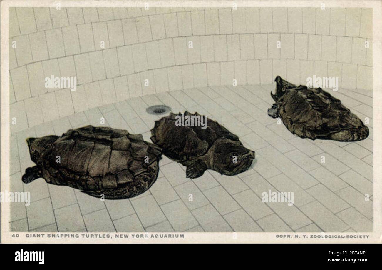 Giant Snapping Turtles, New York Aquarium, Corp NY Zoological Society ...