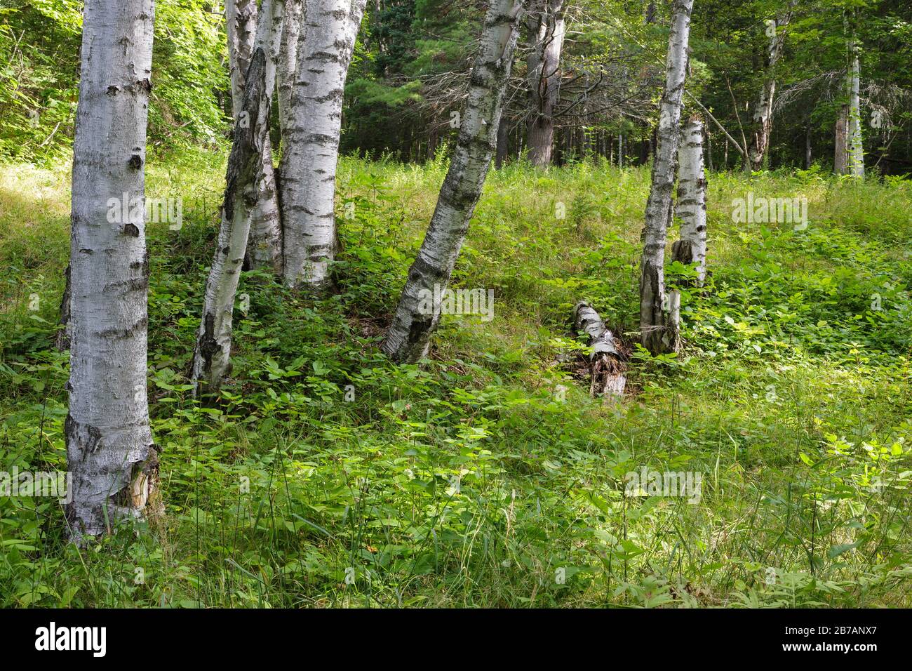 Weeks State Park - Forest at John Wingate Weeks Estate on the summit of ...