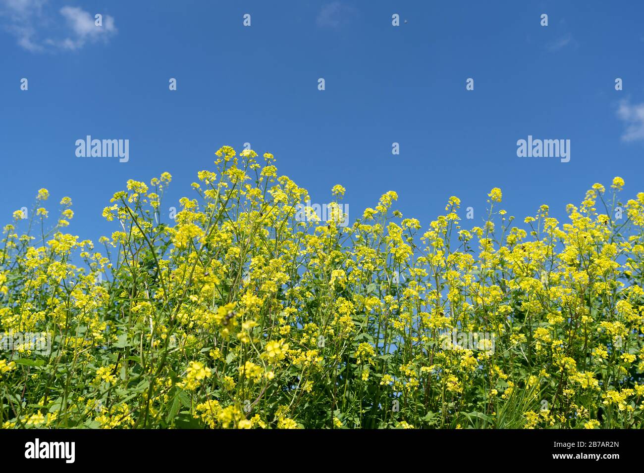Mustard wild flowers in nature Stock Photo - Alamy