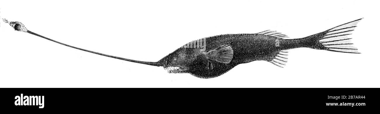 Vanhoeffeni hi-res stock photography and images - Alamy