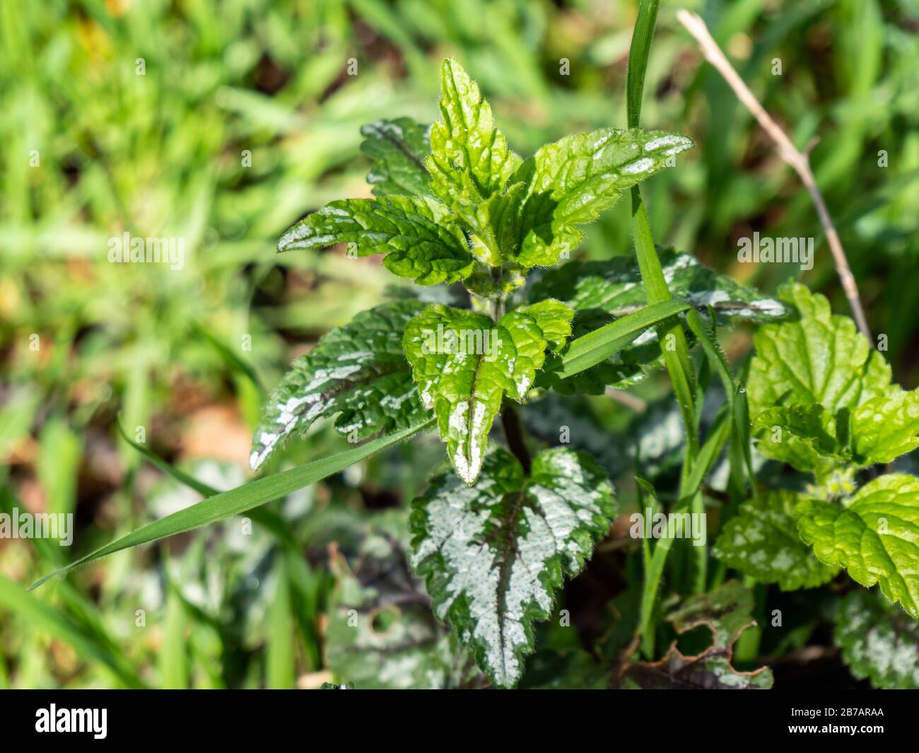 Common nettle plant in spring Stock Photo - Alamy