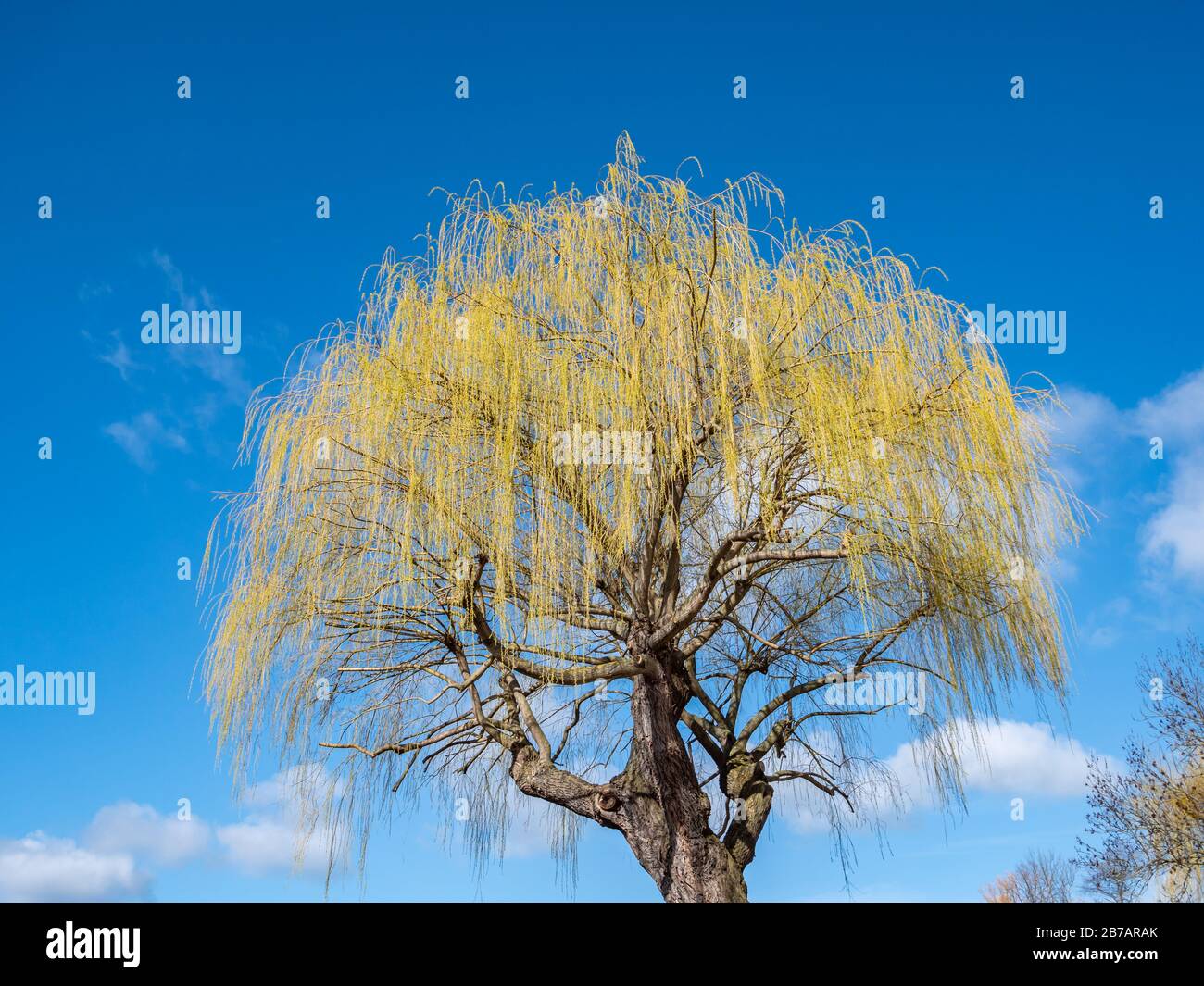 Real willow hi-res stock photography and images - Alamy
