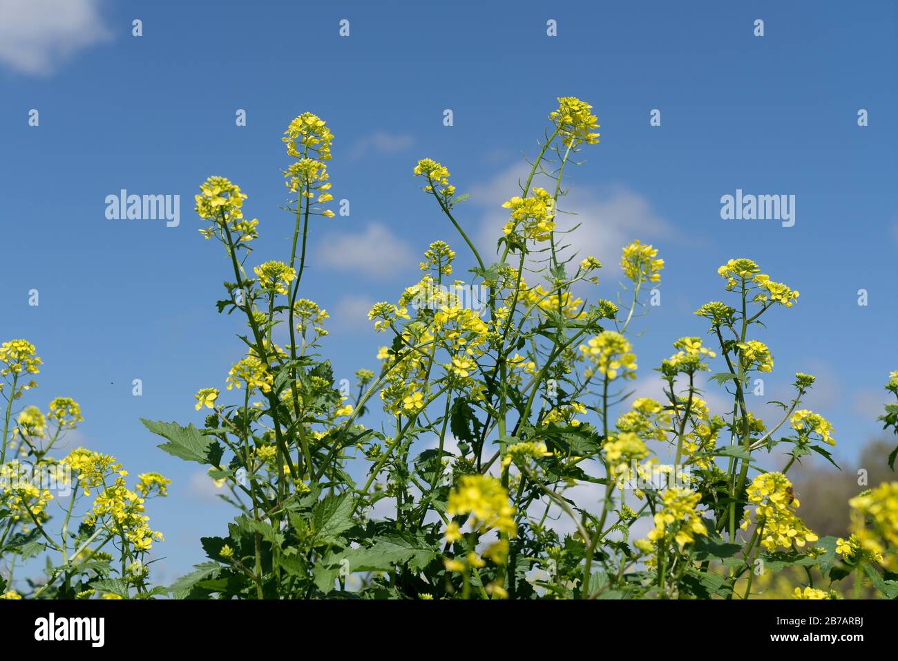 Mustard wild flowers in nature Stock Photo - Alamy