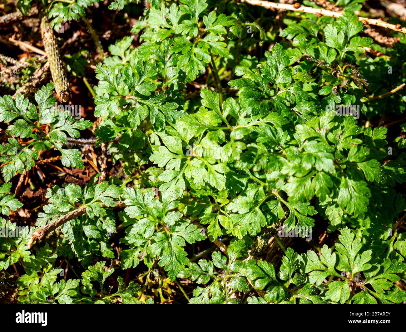herb Robert Geranium robertianum in spring Stock Photo - Alamy
