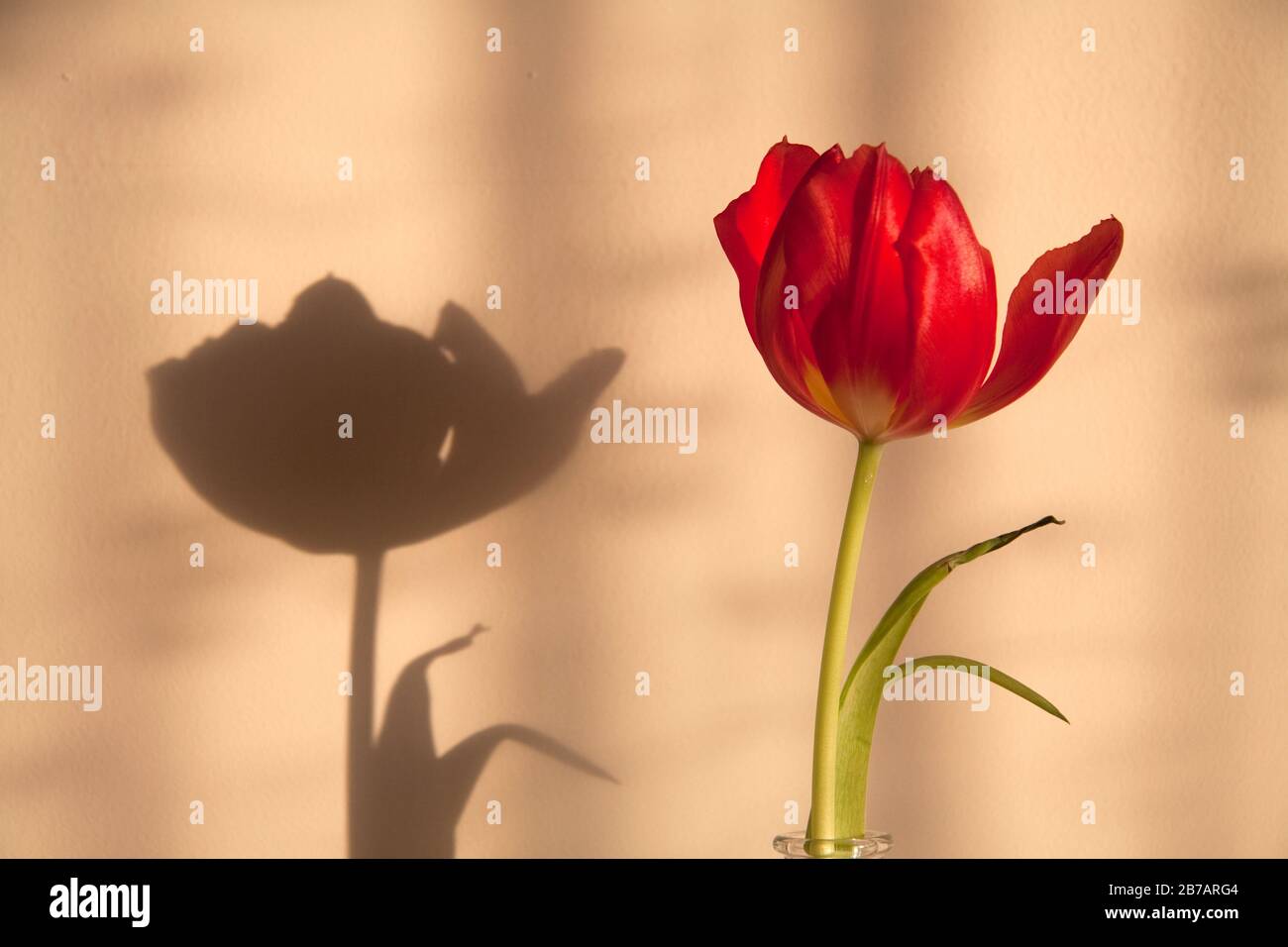 Tulip shadow silhouette hi-res stock photography and images - Alamy