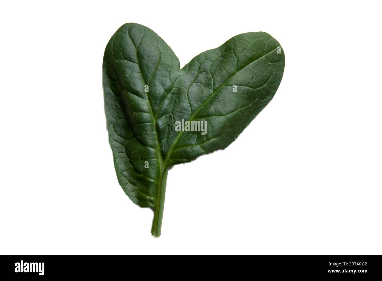 Curry leafs hi-res stock photography and images - Alamy