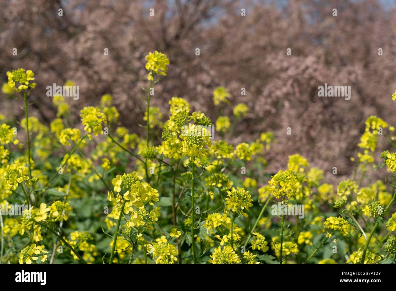 Mustard wild flowers in nature Stock Photo - Alamy