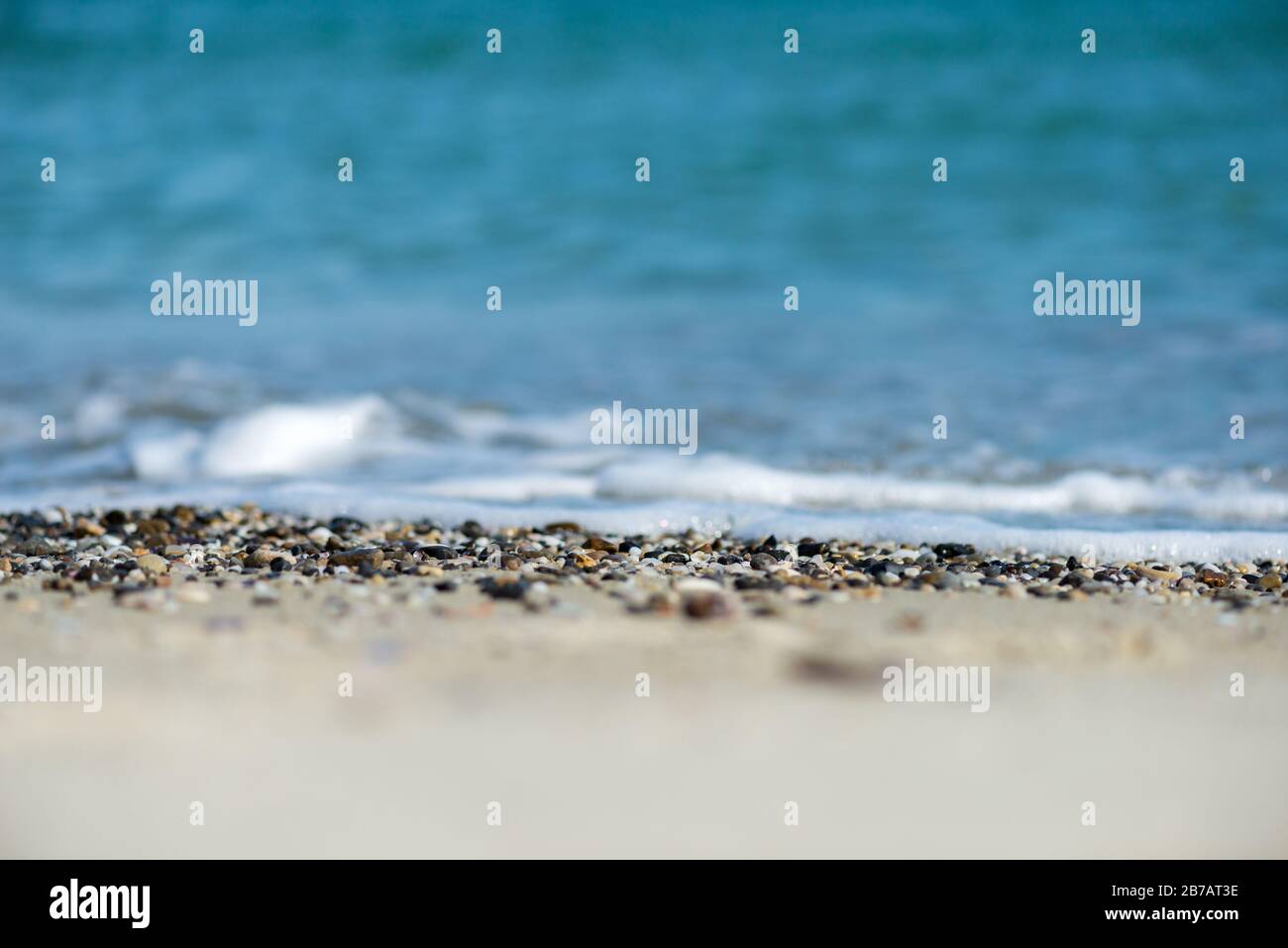 Shell on the beach Stock Photo - Alamy