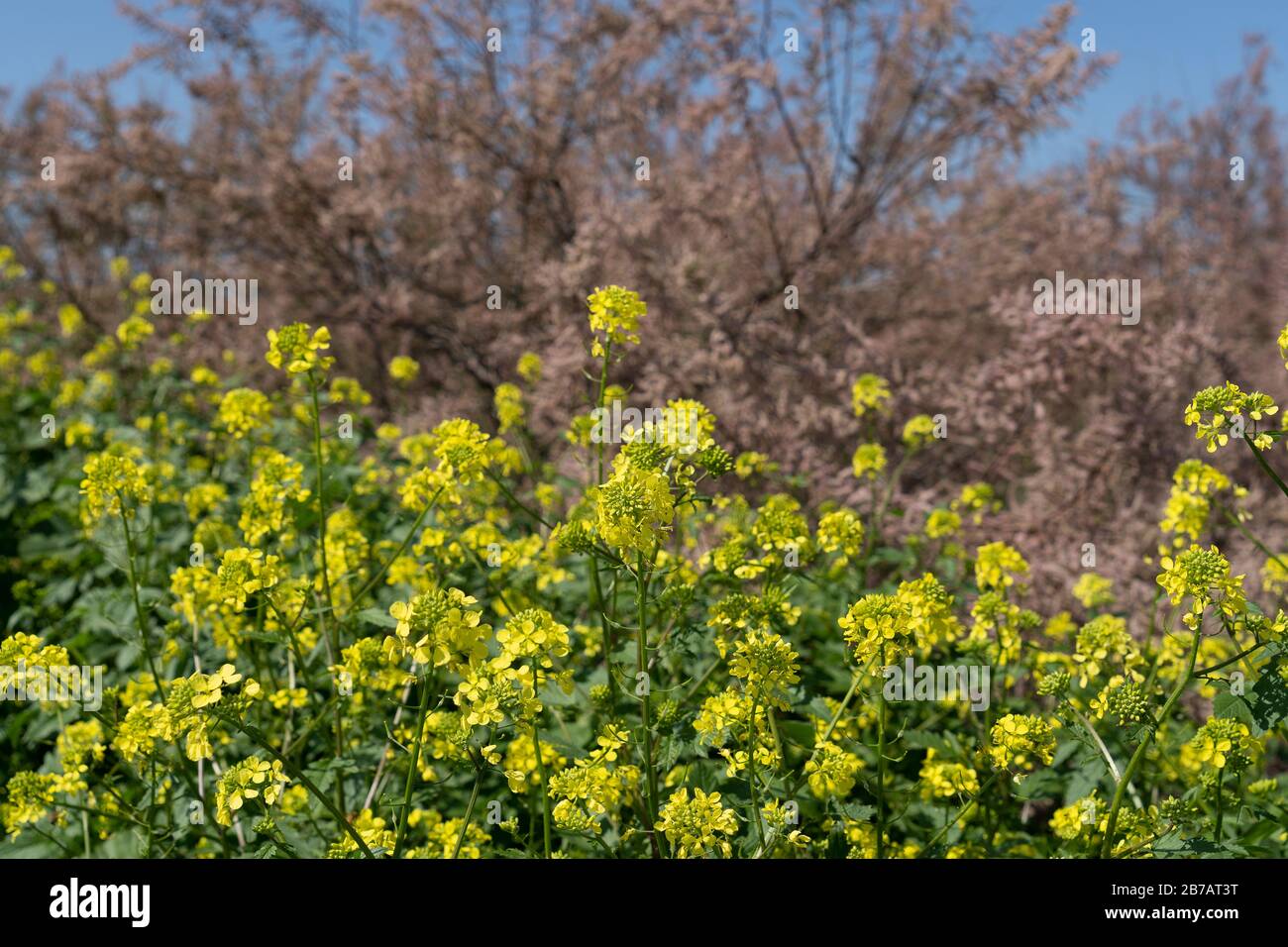 Beauty Of Nature In Mustard Field High Resolution Stock Photography and ...