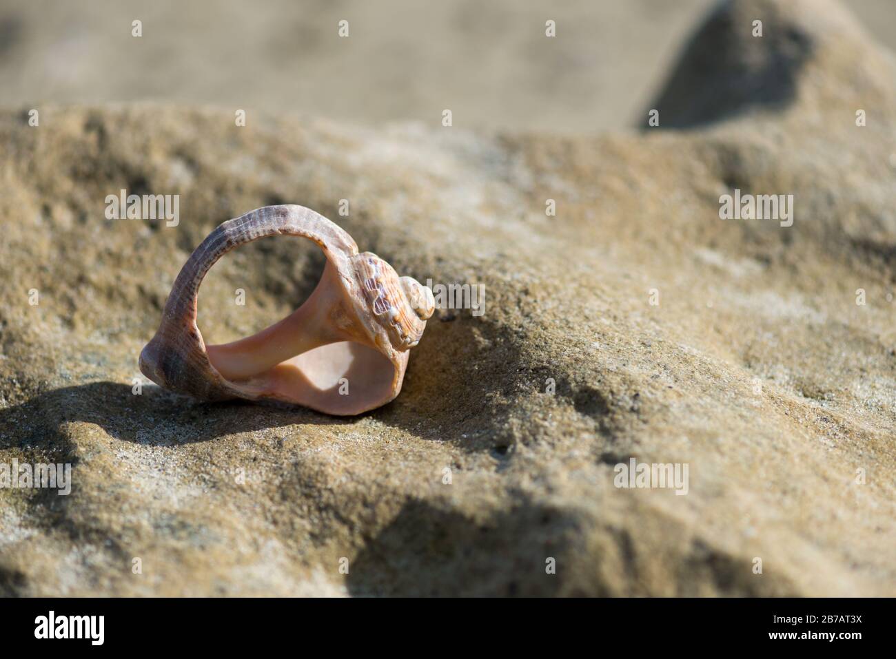 Shell on the beach Stock Photo - Alamy