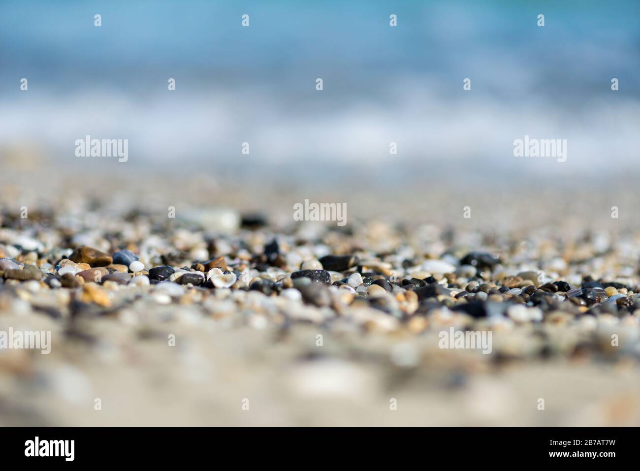 Shell on the beach Stock Photo - Alamy