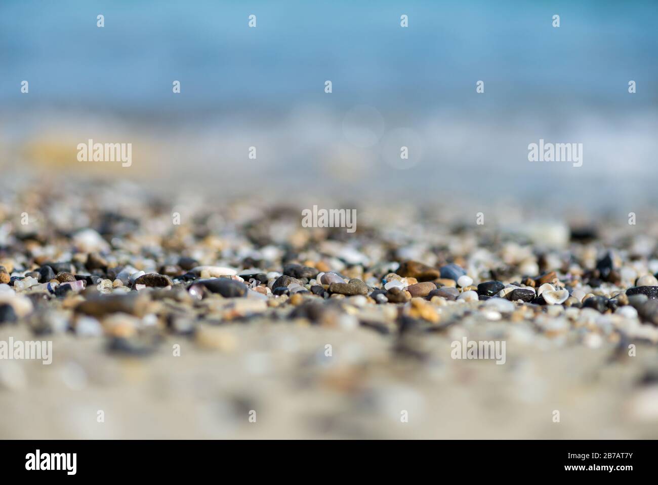 Shell on the beach Stock Photo - Alamy