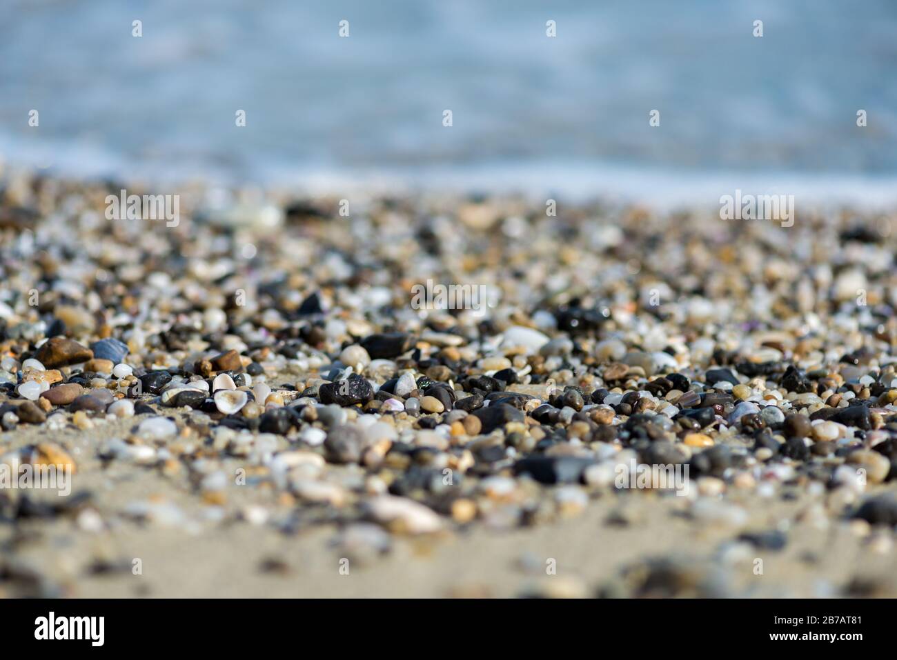 Shell on the beach Stock Photo - Alamy